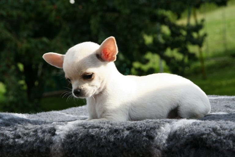 All My Chihuahuas, chihuahua information, chi tips, health, toys, reviews
