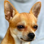 All My Chihuahuas, chihuahua information, chi tips, health, toys, reviews